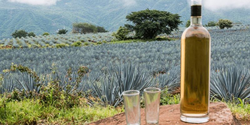 What is Agave Spirit vs Tequila vs Mezcal | StillDragon